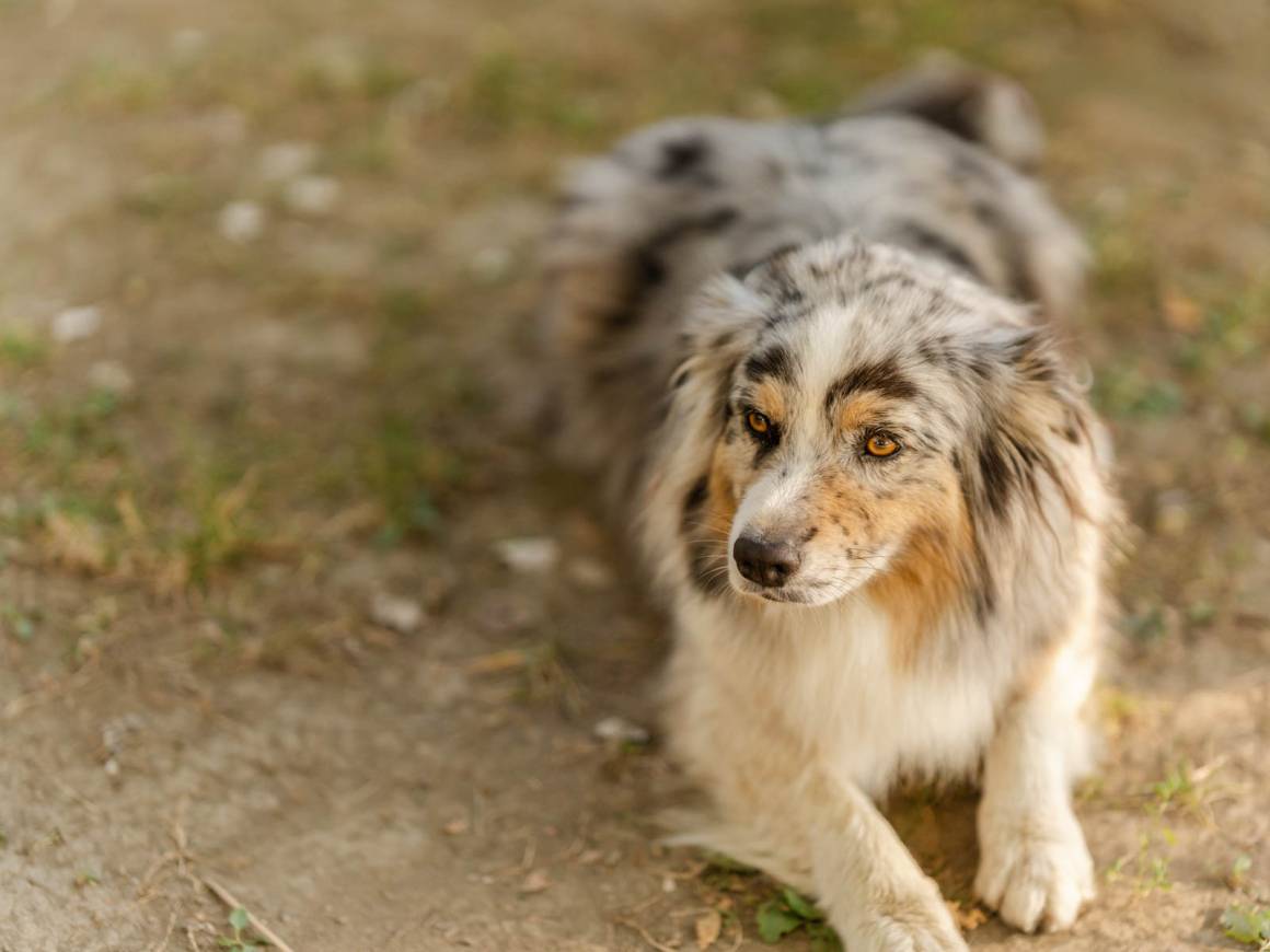 Camping Midi-Pyrénées Le Lavedan **** Lau Balagnas Hautes-Pyrénées ...